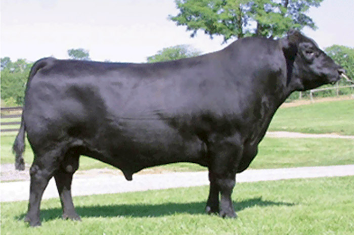 angus - Wirrabilla Fleckvieh & Angus Stud