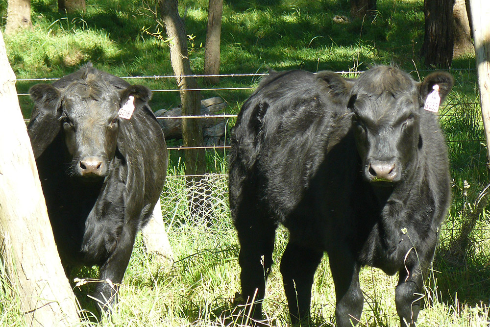 Wirrabilla-Angus3 - Wirrabilla Fleckvieh & Angus Stud