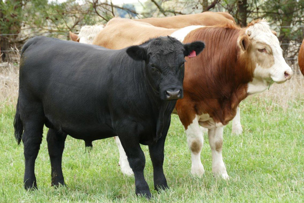 Bulls for Sale on Farm - Wirrabilla Fleckvieh & Angus Stud