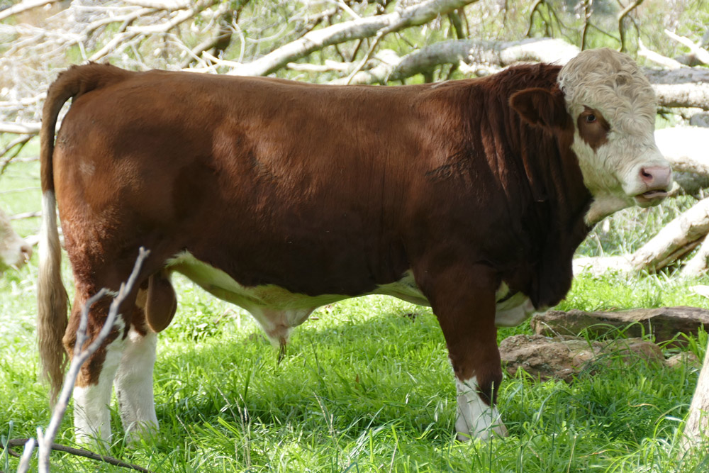 Spring-2015-Fleck-bull-5 - Wirrabilla Fleckvieh & Angus Stud