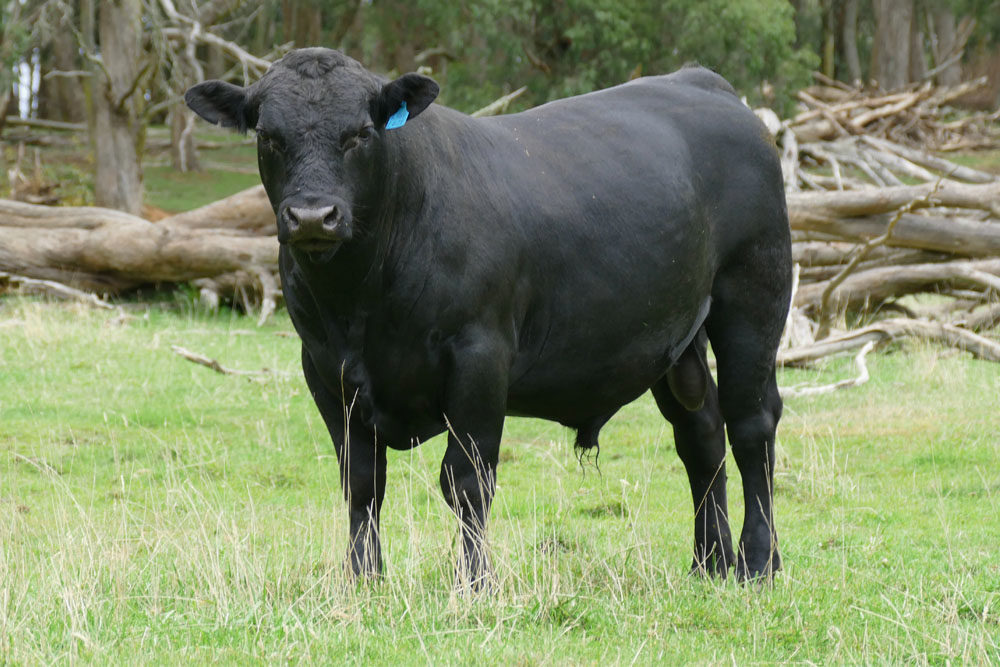 Bulls for Sale 2019 - Wirrabilla Fleckvieh & Angus Stud