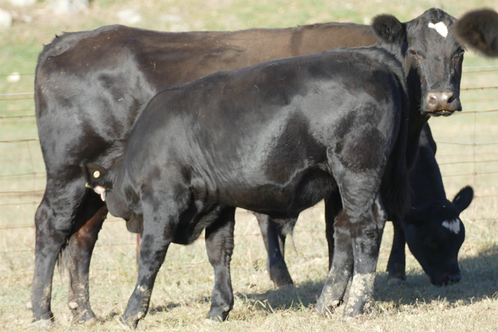 Aiming for good calves even in the tough seasons - Wirrabilla Fleckvieh ...