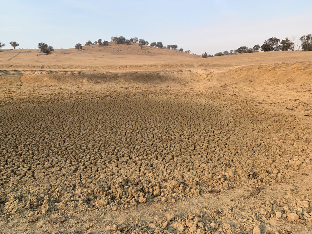 The drought - 'Altjira' Gunning February 2020 - Wirrabilla Fleckvieh ...