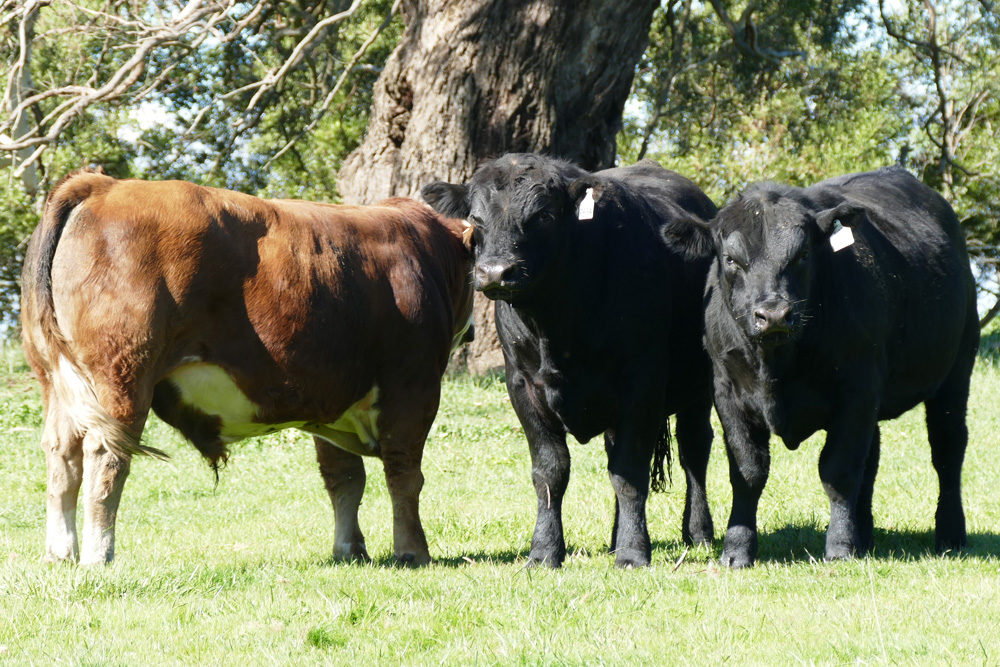 Current bulls - 2020 - Wirrabilla Fleckvieh & Angus Stud